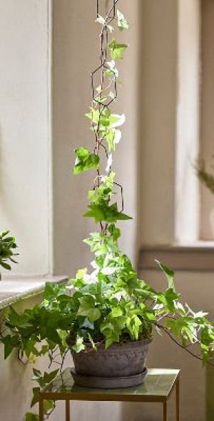 Terrain - Chain Trellis