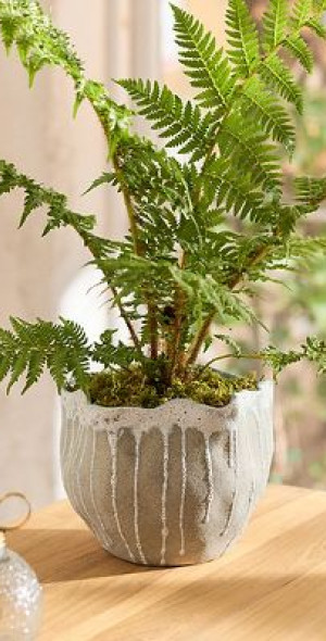Terrain - Drip Organic Ceramic Pot