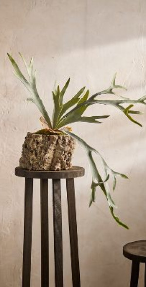 Terrain - Faux Staghorn Fern Bush
