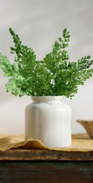 Terrain - Preserved Maidenhair Fern Bunch