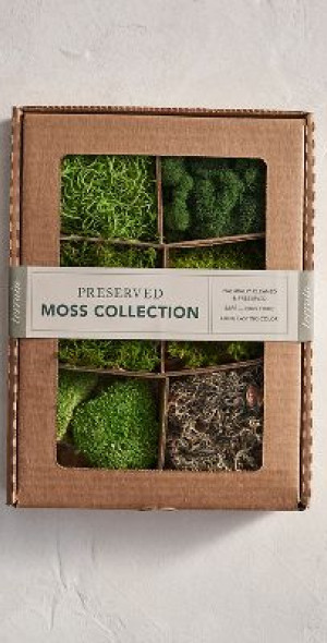 Terrain - Preserved Moss Collection