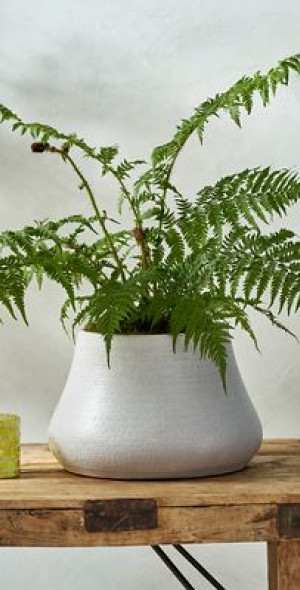 Terrain - Wide Base Terracotta Drop Planter