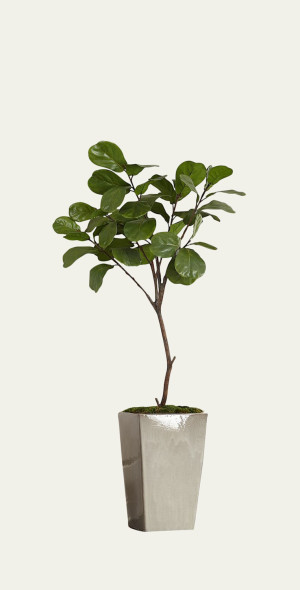 John-Richard Collection - Tarro Fig Tree