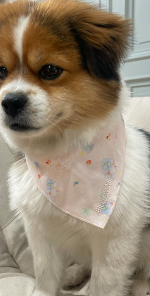 Djerf Avenue - Dog Scarf Summer Island