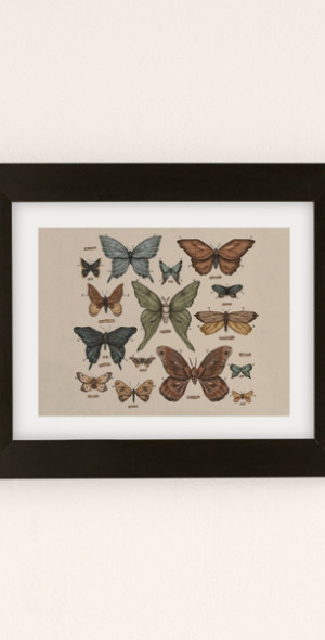 Jessica Roux - Butterflies And Moth Specimens Art Print in Black Matte ...