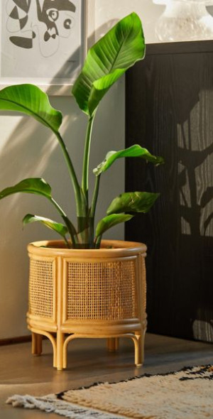 Urban Outfitters - Rattan 12" Planter in Natural at
